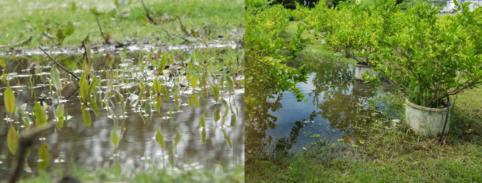 Top 5 Common Drainage Problems | Expert Solutions by HCM Jetters